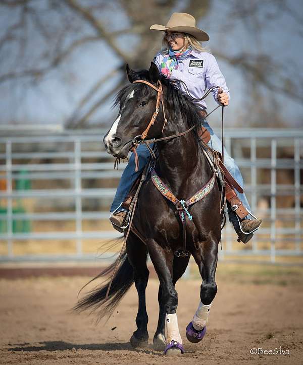 Famous and Shameless, 2016 Black Stallion, Dash Ta Fame X Shawne Bug