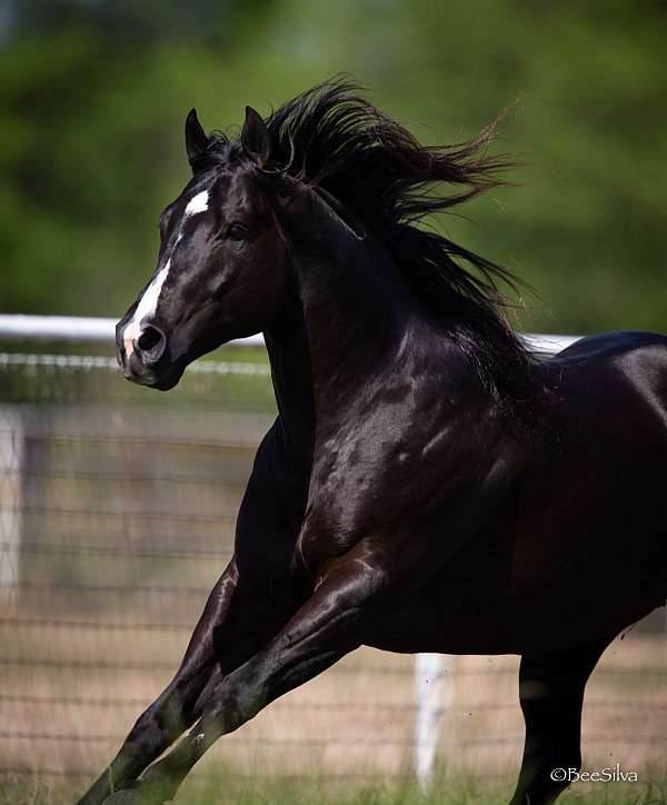 Famous and Shameless, 2016 Black Stallion, Dash Ta Fame X Shawne Bug