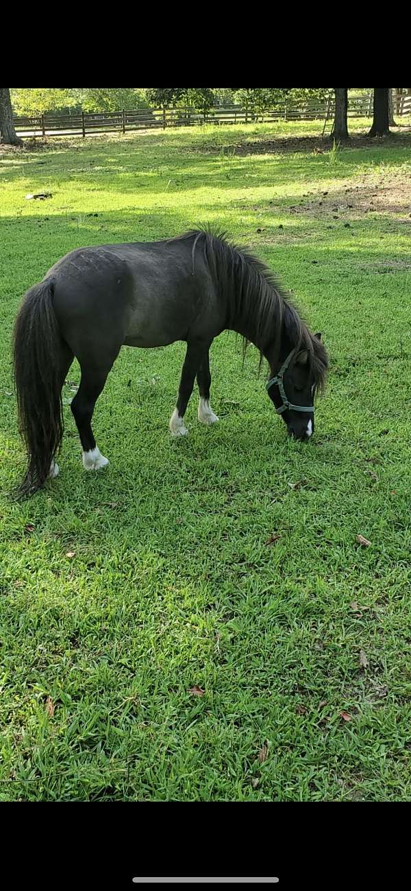 Miniature Stallion for Sale