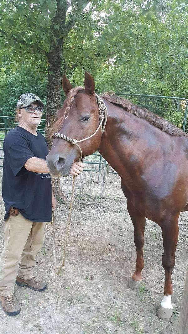 High Brow Cat Stallion