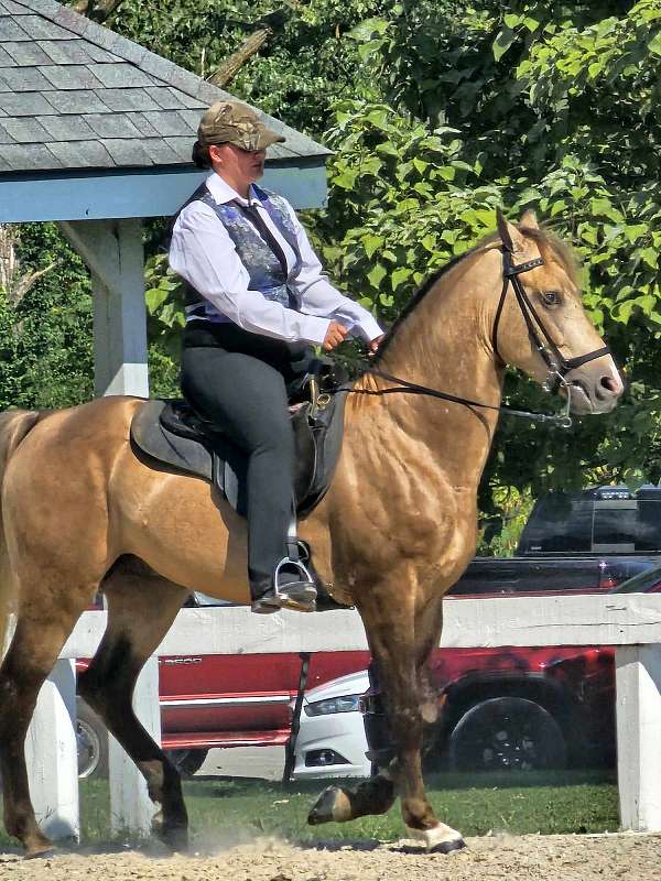 Silver Buckskin Rocky Mountain Stallion: Svr Excalibur's Silver Bullet