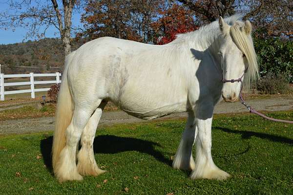 Darby Rose Silver Sabino Tobiano Mare in Foal