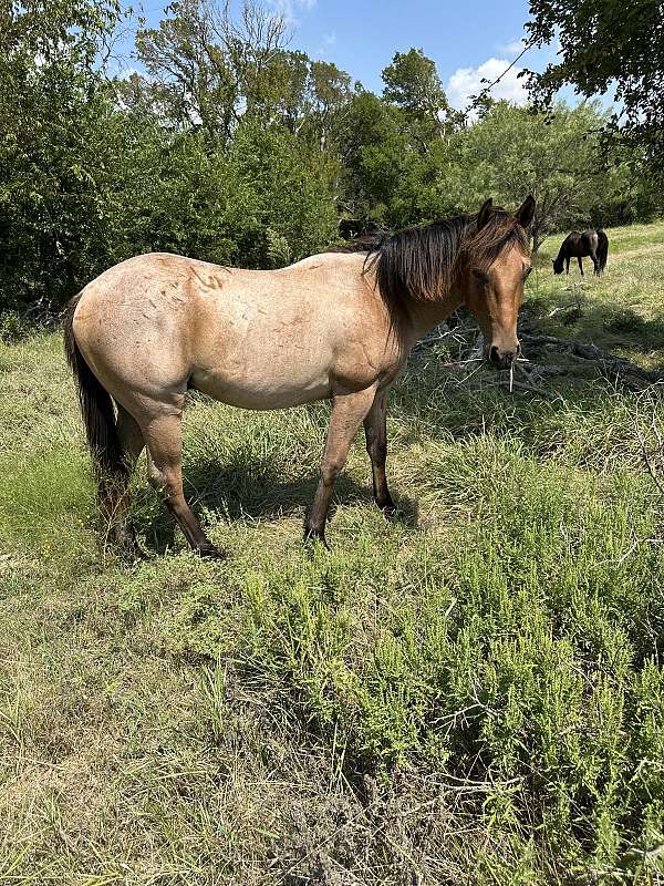 AQHA 2024 Bay Roan Yearling