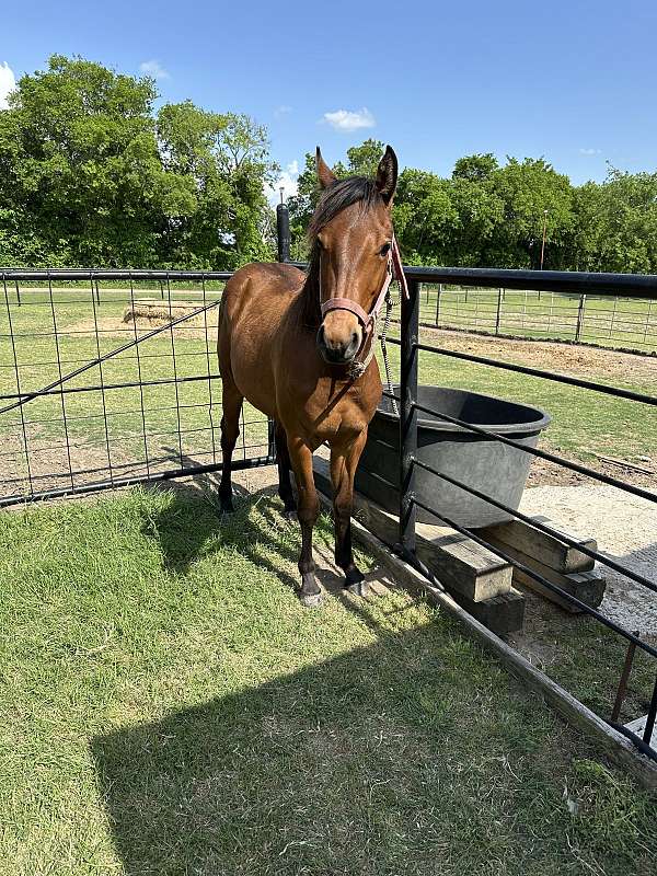 AQHA Bay Filly