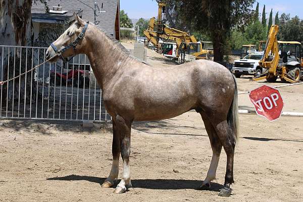 Stunning Andalusian Palomino Colt
