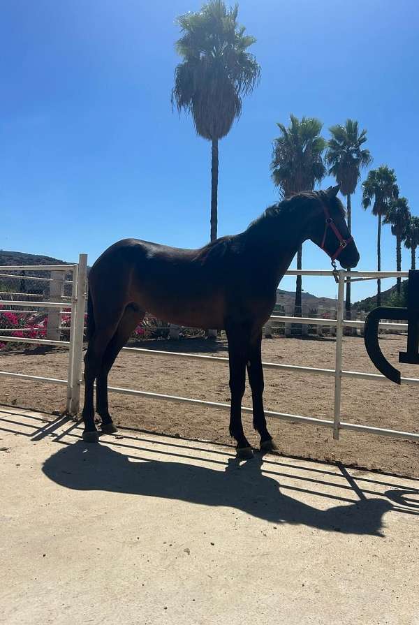 2024 Andalusian Stallion in San Diego, CA