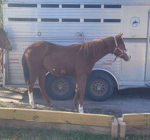 Super Gentle and Calm Flashy Halter Filly That Will Ride