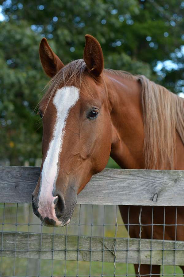 2022 Dutch Warmblood Filly