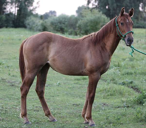 Look At This Beefcake! AQHA Red Dun Cow Reining Run Bred Filly