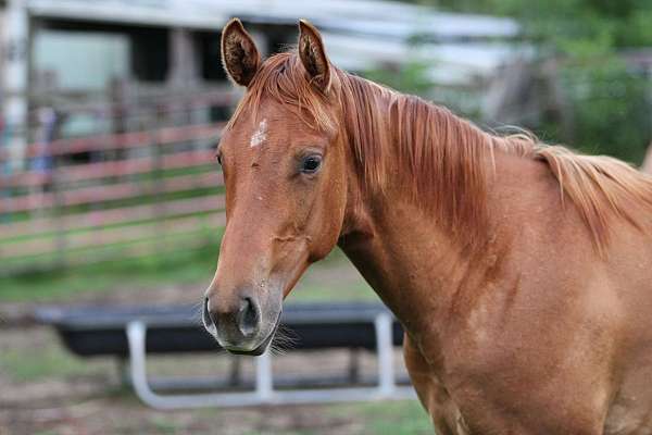 Look At This Beefcake! AQHA Red Dun Cow Reining Run Bred Filly
