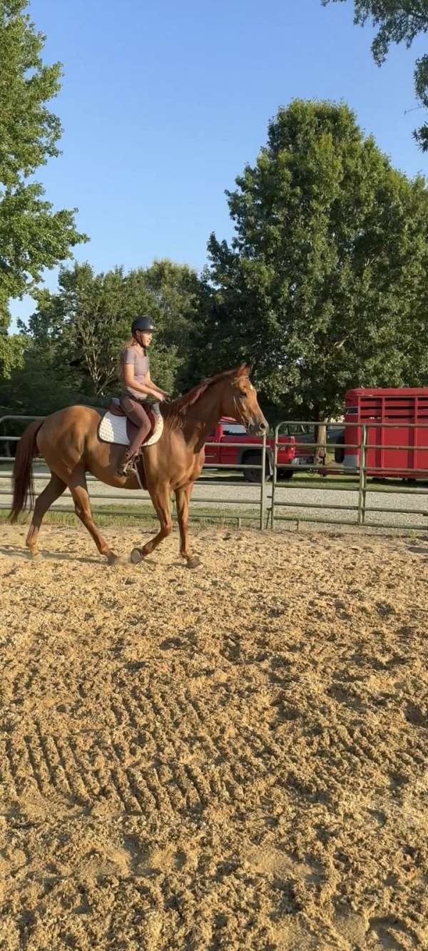 Hunter Jumper or Eventer Prospect