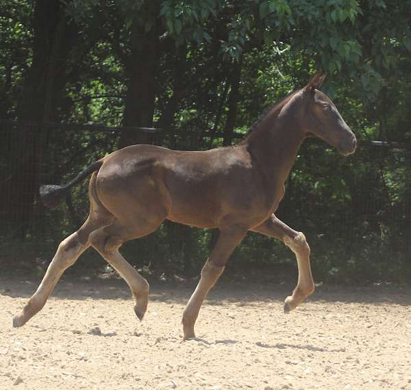 2025 ANCCE PRE Foal by Imported Champion PRE Stallion Out of Chestnut Champ