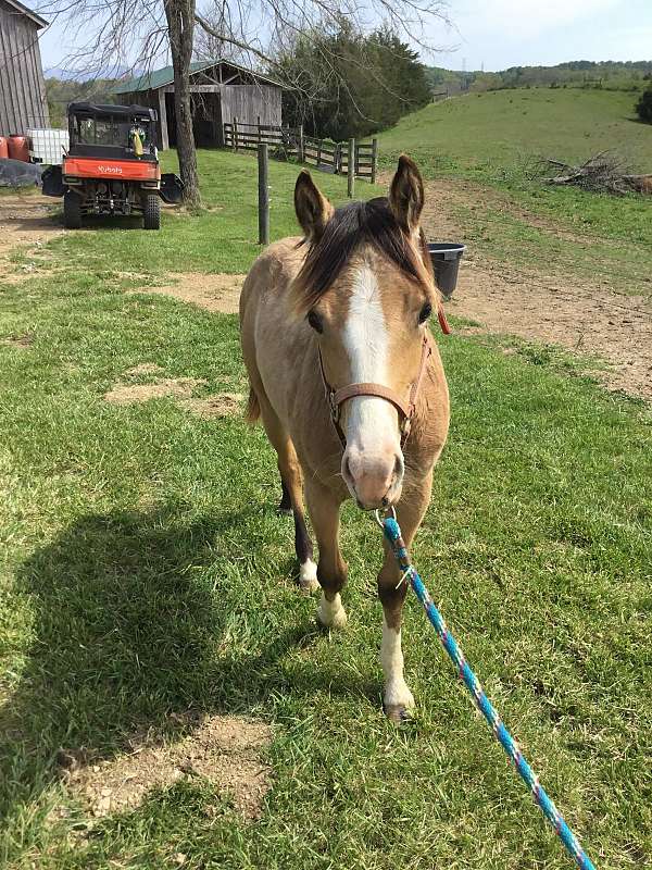 Buckskin Filly