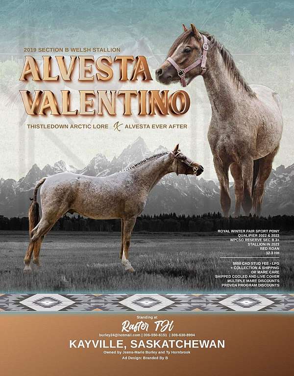 Alvesta Valentino - Section B Welsh Stallion