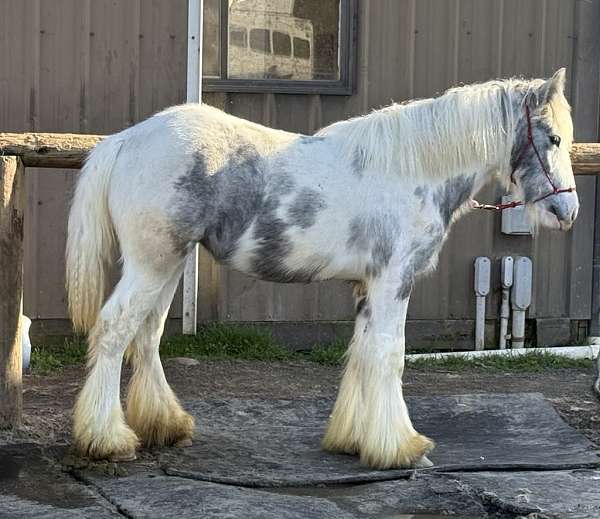 Charlotte Yearling Grey Gypsy Filly