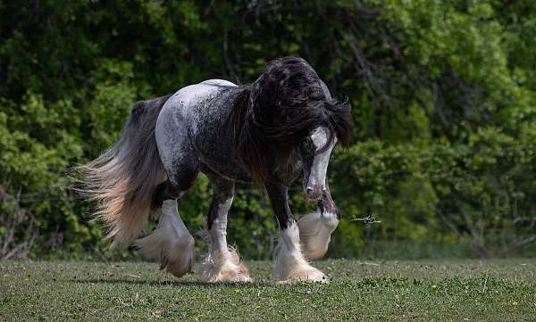 Multi Champion Lp ("Appy") Patn1 Gypsy Stallion
