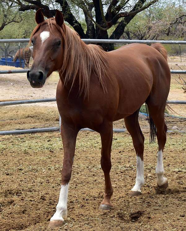 ATA Al Samir Dha Aka Atticus
