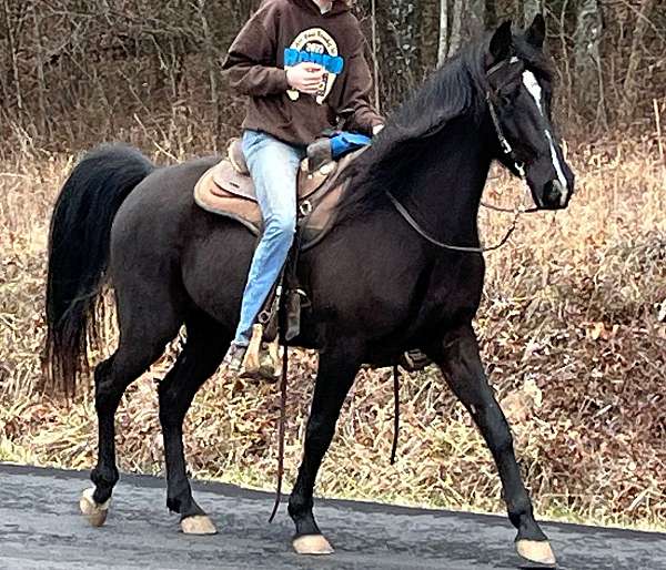 Gorgeous Black Walking Horse