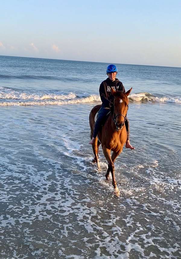 Fantastic TB Mare!