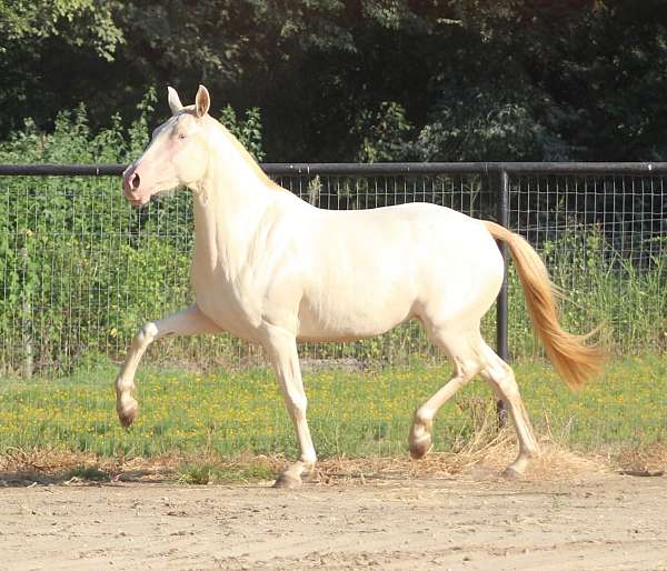 ANCCE Revised Perlino PRE Mare in Foal