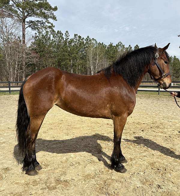 Friesian Haflinger Cross