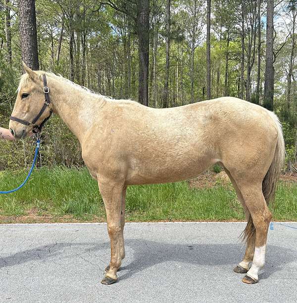 Gentle Palomino Mare