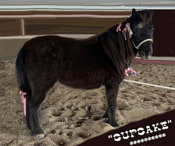 "Cupcake" 30" Black 2022 Mini Mare Adorable*Safe Kid Friendly*Super Cute