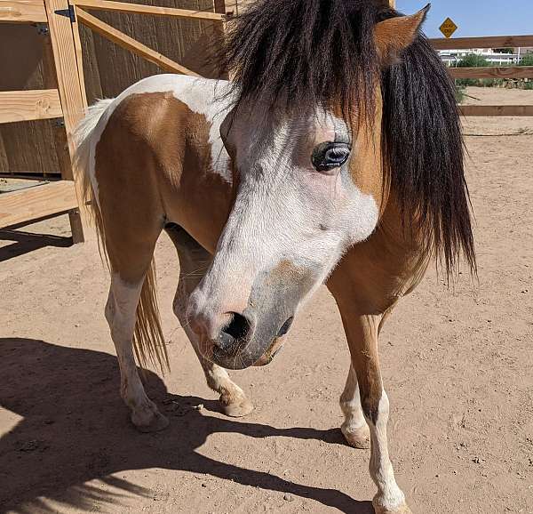 Rainbow - Blue-Eyed Miniature Bay Pinto Mare