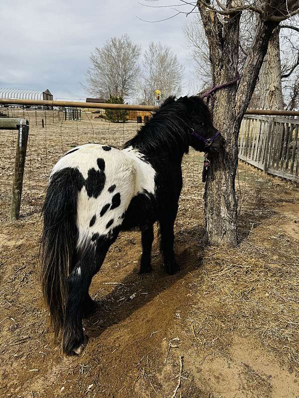 Miniature Appaloosa At Stud