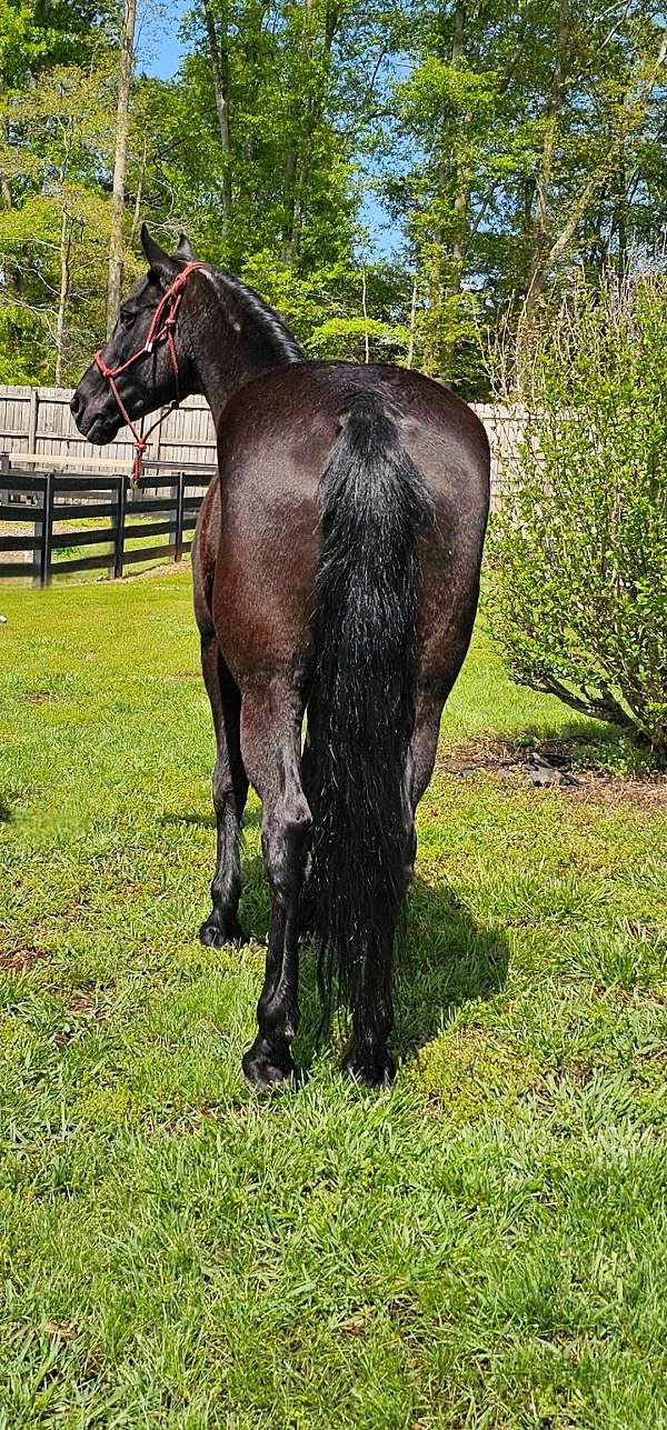 Leila, Gorgeous, Flashy, Super Smooth Gaited, Trail, Show, Black, Mare