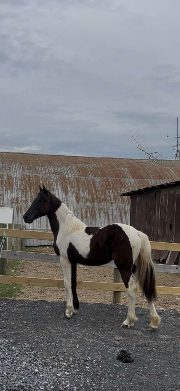 2024 Friesian Sport Horse Filly