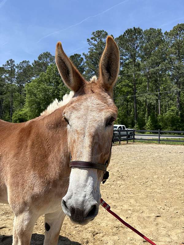 Bombproof Molly Mule