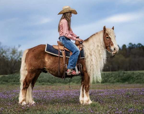 Gypsy Vanner Halflinger