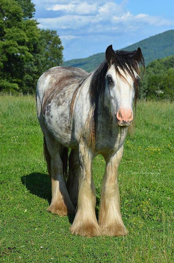 Unbelievable Gypsy Vanner Gelding