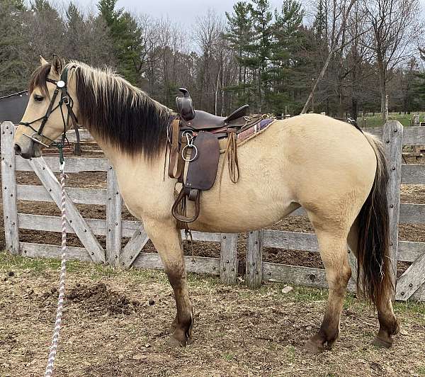 2yr Old Very Well Started Morgan X Friesian Cross