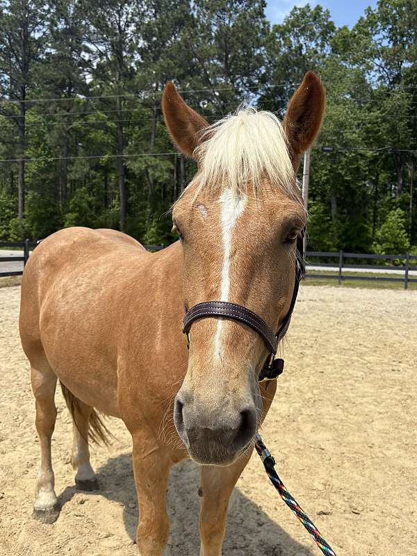 Haflinger Cross Mare