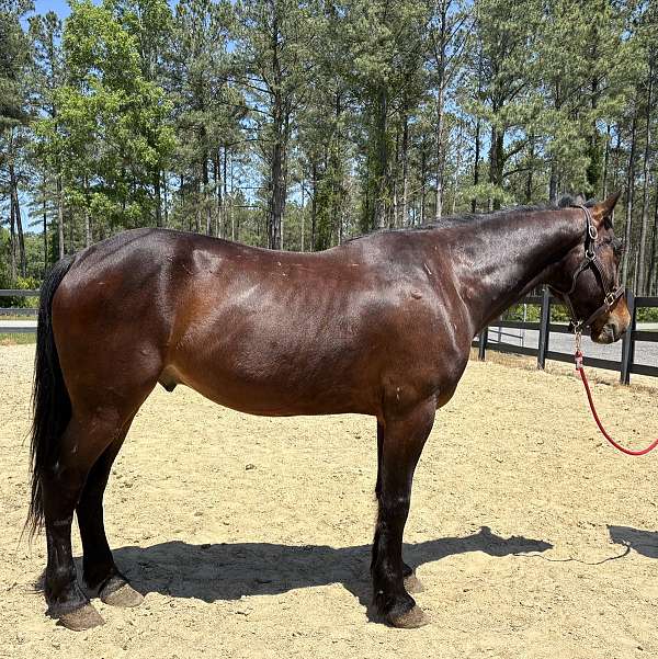 Bay Morgan Gelding