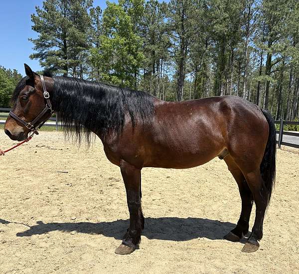 Bay Morgan Gelding
