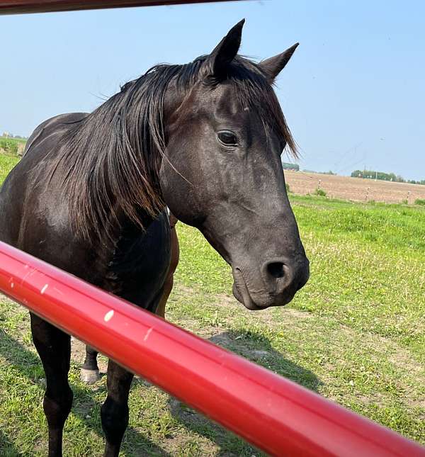 AQHA Broodmare -Solid Black