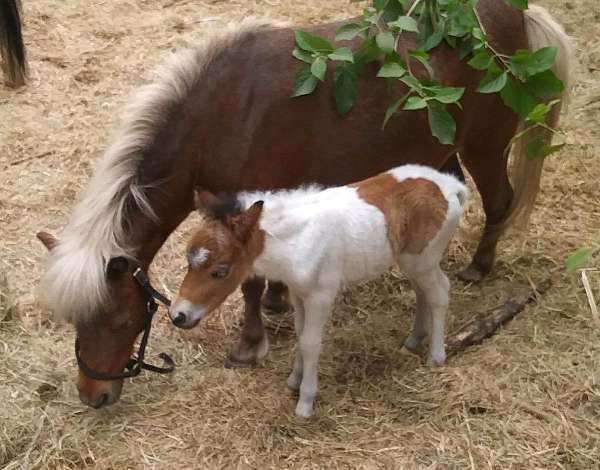 Miniature Horse Pinto Filly Rosie