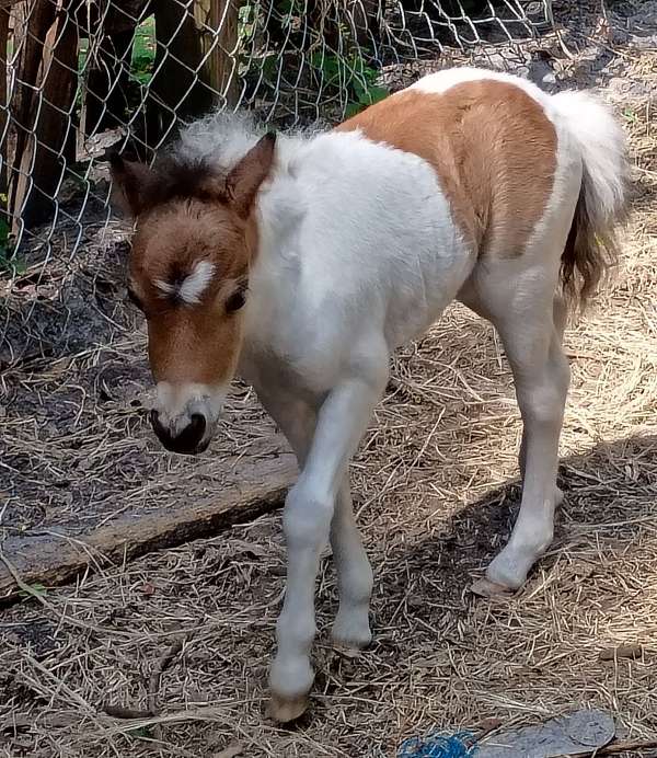 Miniature Horse Pinto Filly Rosie