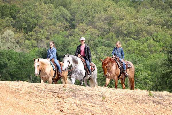 Dakota - Fancy All-Around Horse 5 yo Paint Gypsy Friesian Cross Gelding!