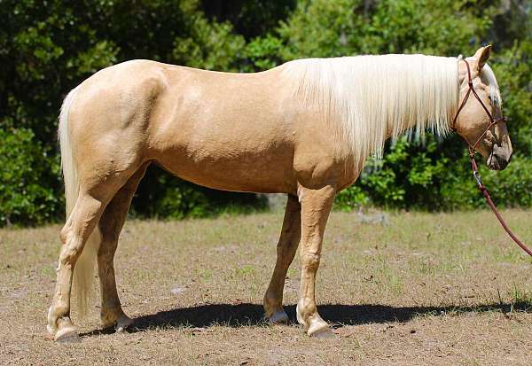 Flashy Fun Show Mare