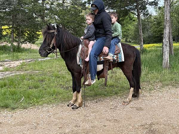 Gaited Islandic Cross Pony Gentle Broke to Ride and Loves Attention - Diaz