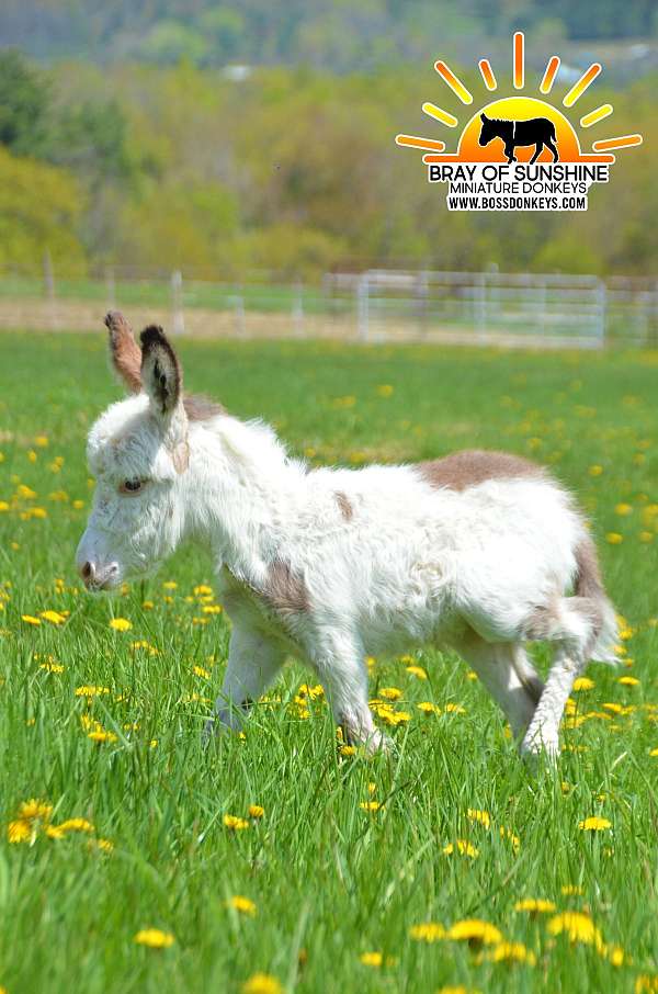 Unique Miniature Spotted Donkey Jack Foal