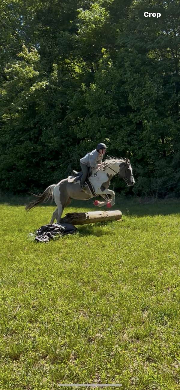 Legend- APHA Paint Pony