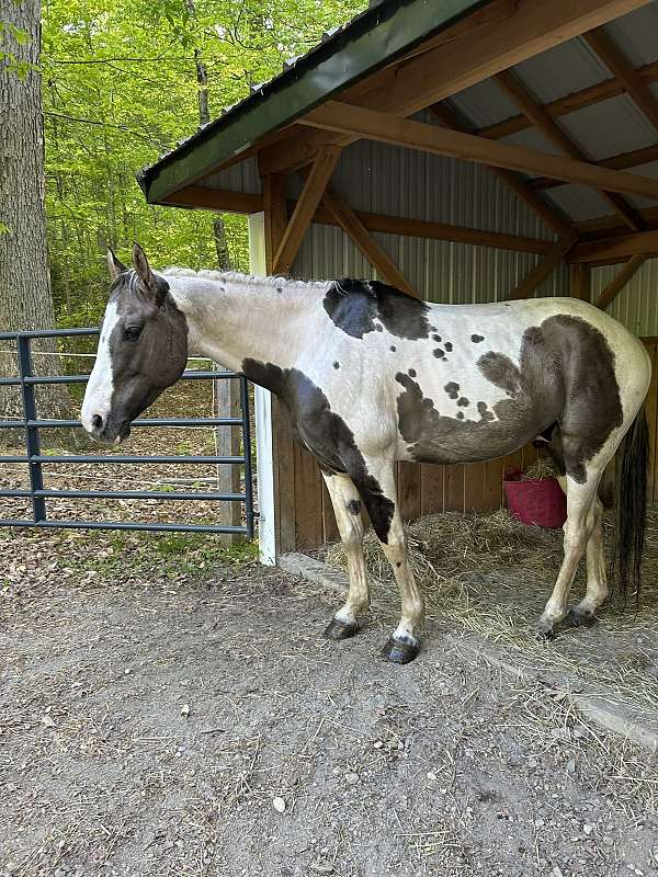 Legend- APHA Paint Pony