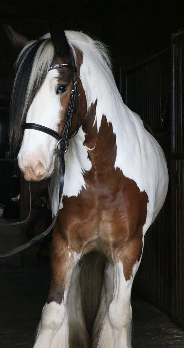 Fancy Safe Gypsy Vanner Gelding