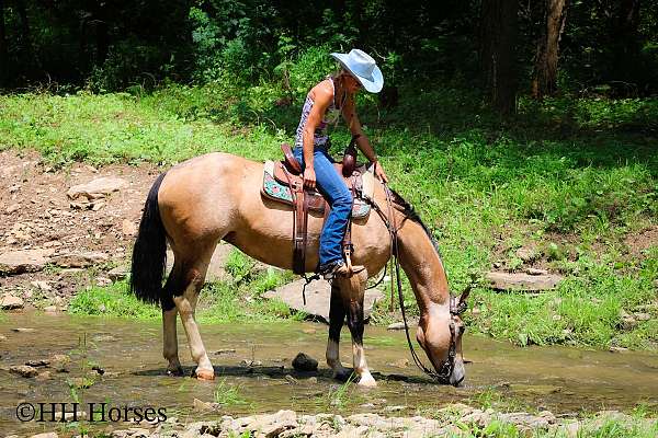Flashy Buckskin and White Tobiano Paint Mare, Gentle, Ranch Work, Trails