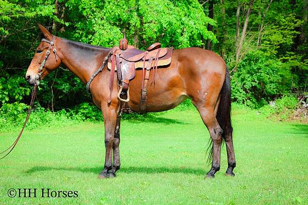 Very Broke Professionally Trained Bay Molly Mule, Reining, Ranch, Trail